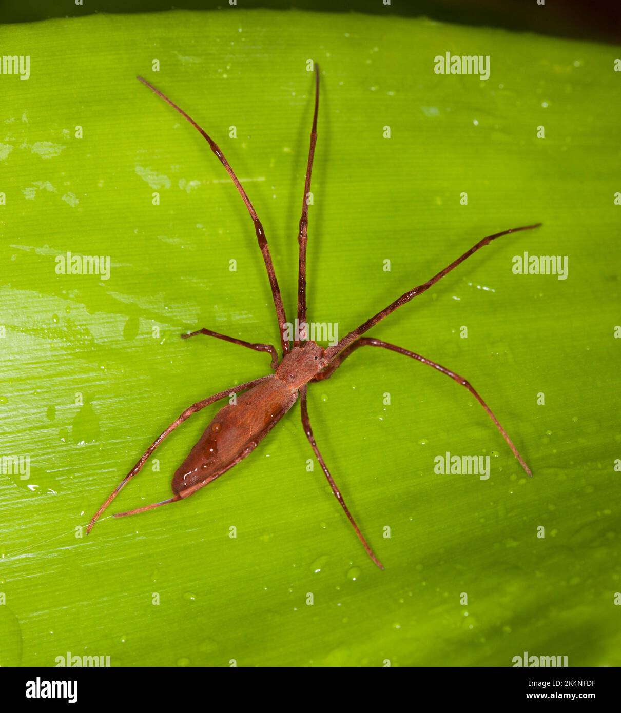 Venomous spiders Banque de photographies et d’images à haute résolution ...