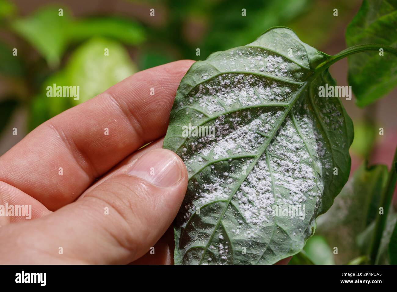 Insectes nuisibles, pucerons, sur les pousses et les fruits des plantes ...