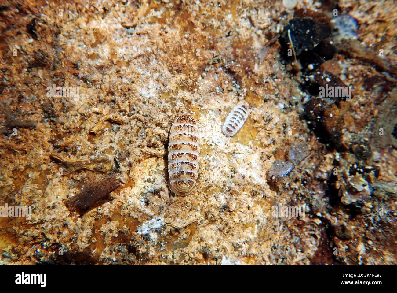 Chitons typiques Banque de photographies et d’images à haute résolution ...