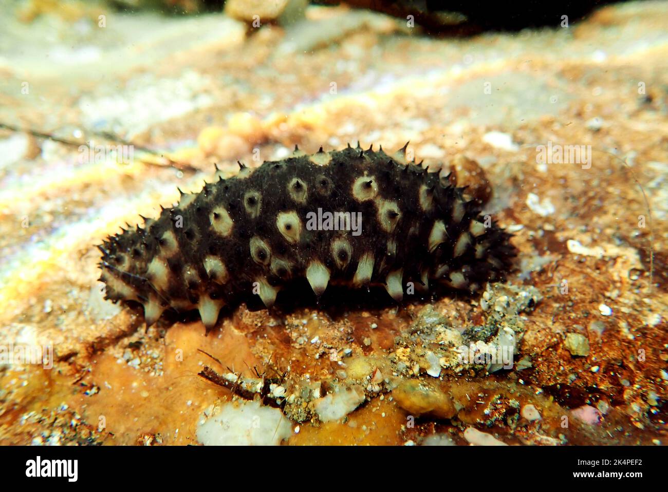 Concombre marin Banque de photographies et d’images à haute résolution ...