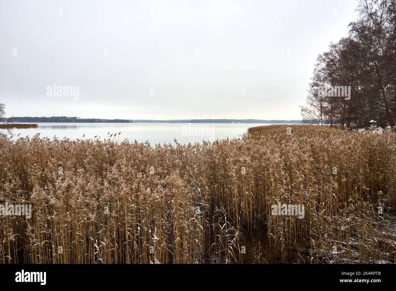 Rivage avec des roseaux Banque de photographies et d’images à haute résolution - Alamy