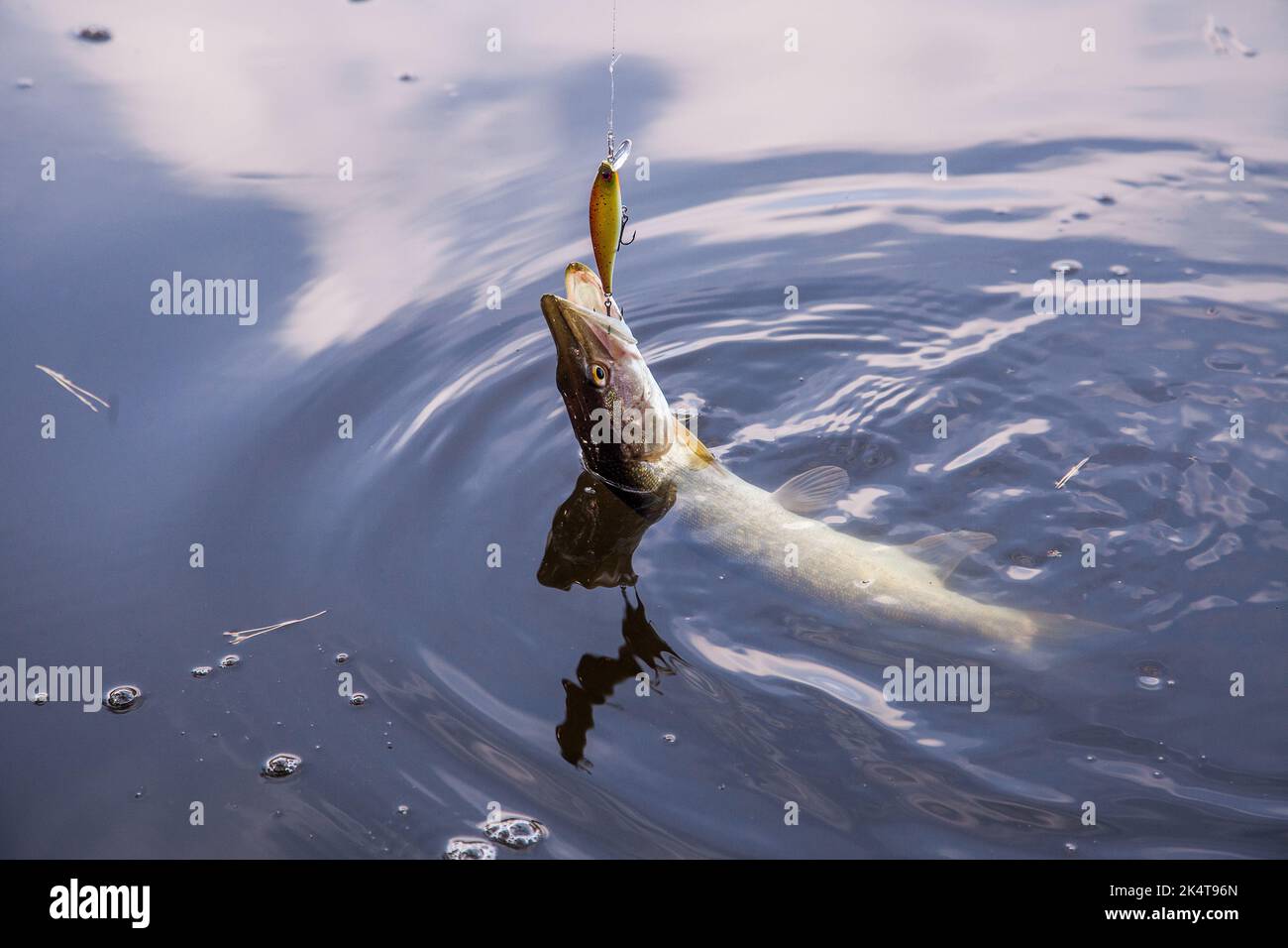 L'eau douce vient de prendre le grand brochet poisson ne connaît que ...