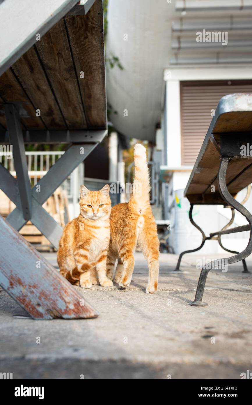 Chat de rue mendiant Banque de photographies et d’images à haute ...