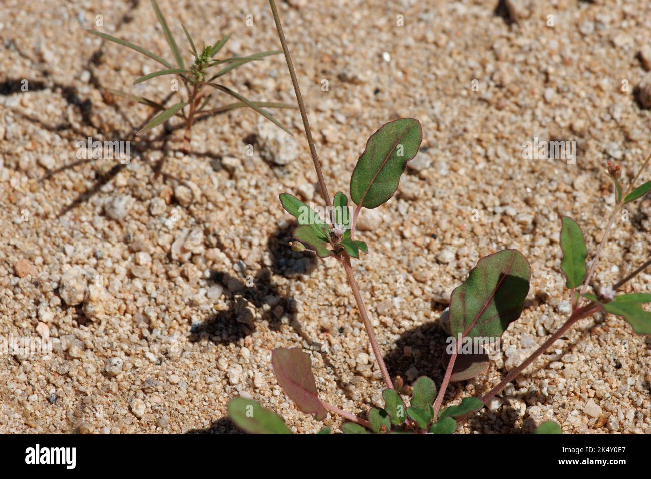 Tige rampante Banque de photographies et d’images à haute résolution ...