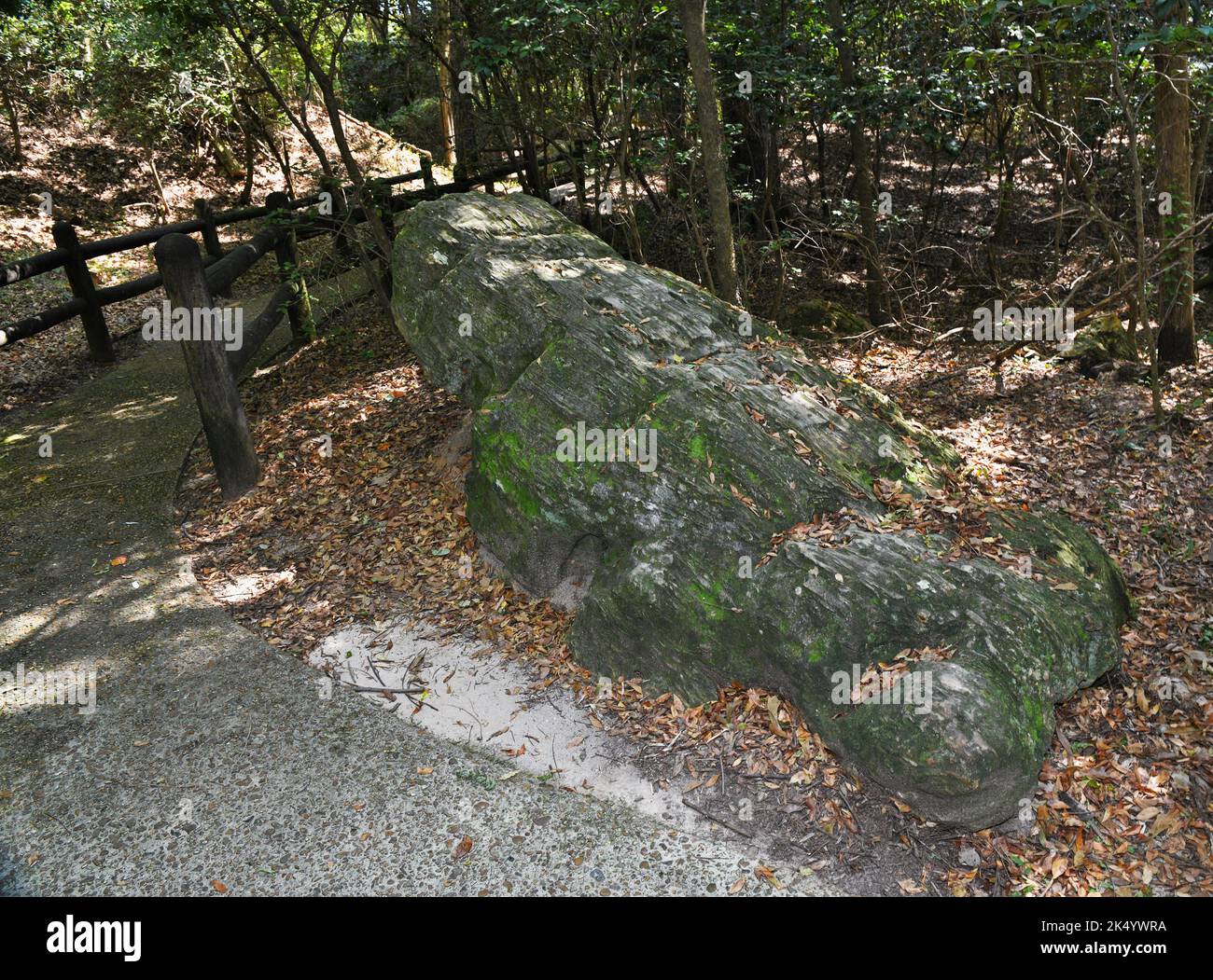 Arbres pétrifiés dans la forêt pétrifiée, Flora, Mississippi Photo ...