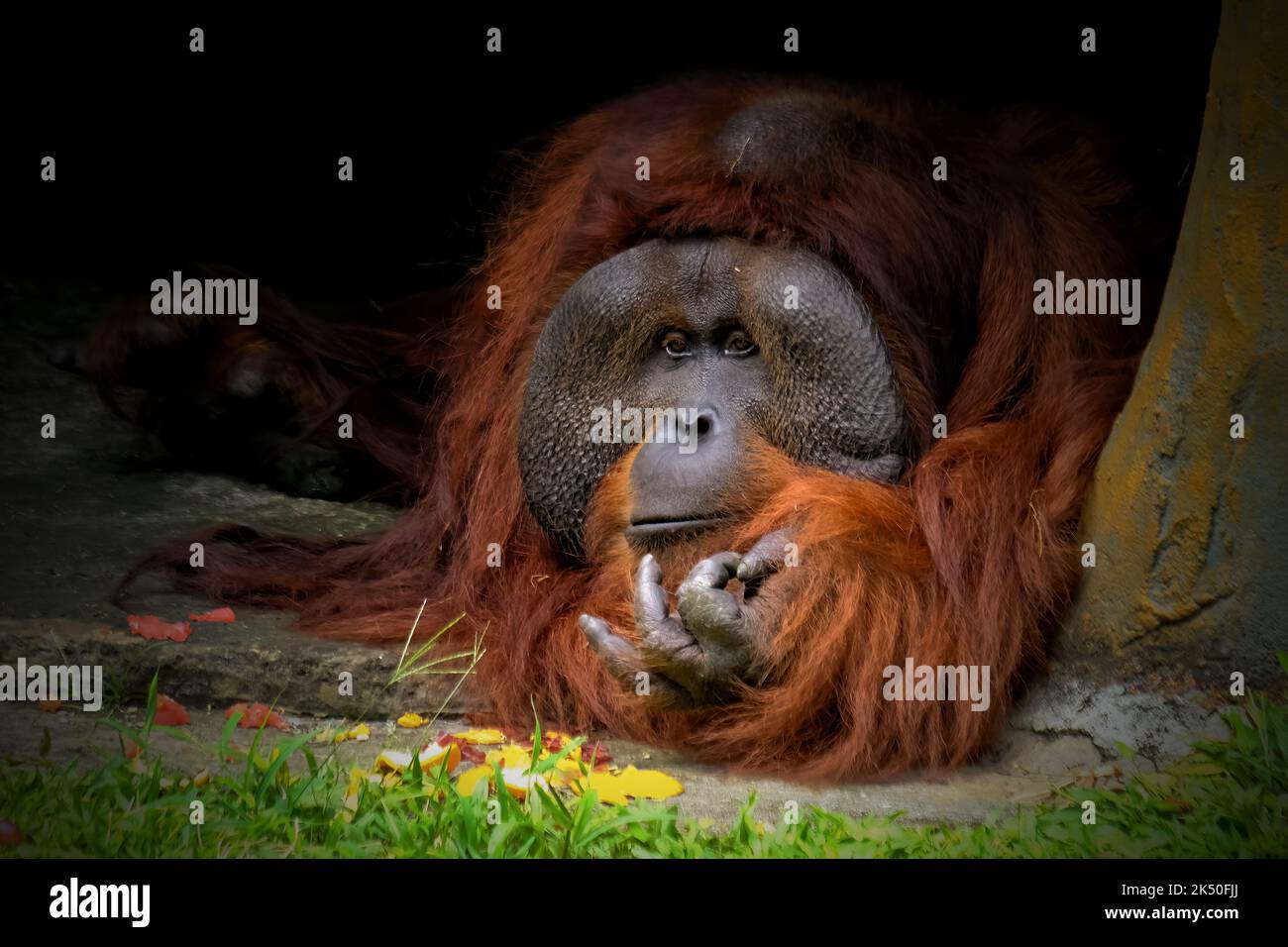 Orangutan face Banque de photographies et d’images à haute résolution ...