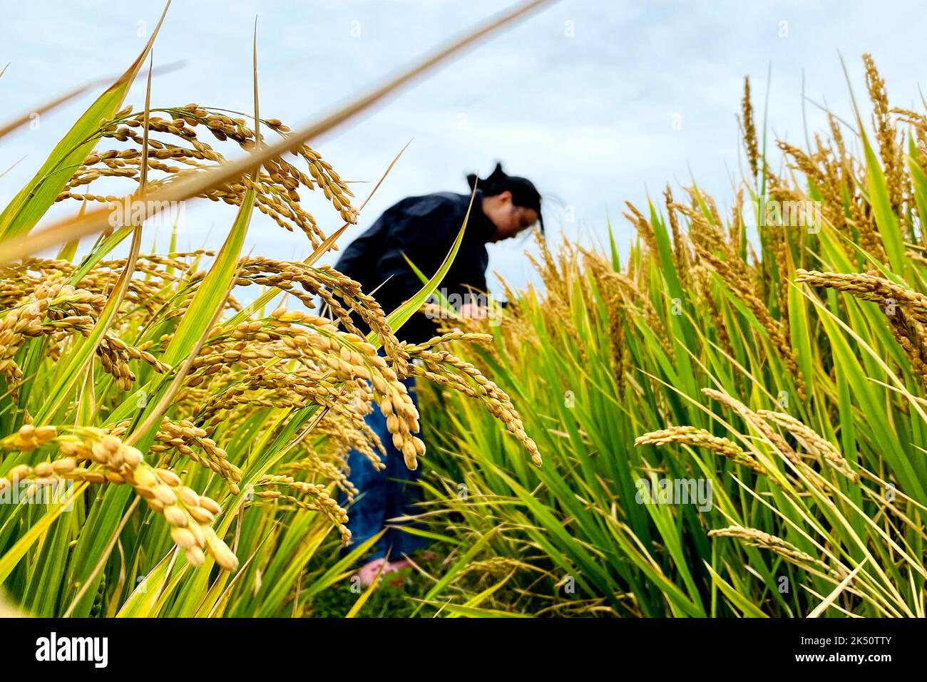 Zone de culture du riz Banque de photographies et d’images à haute ...