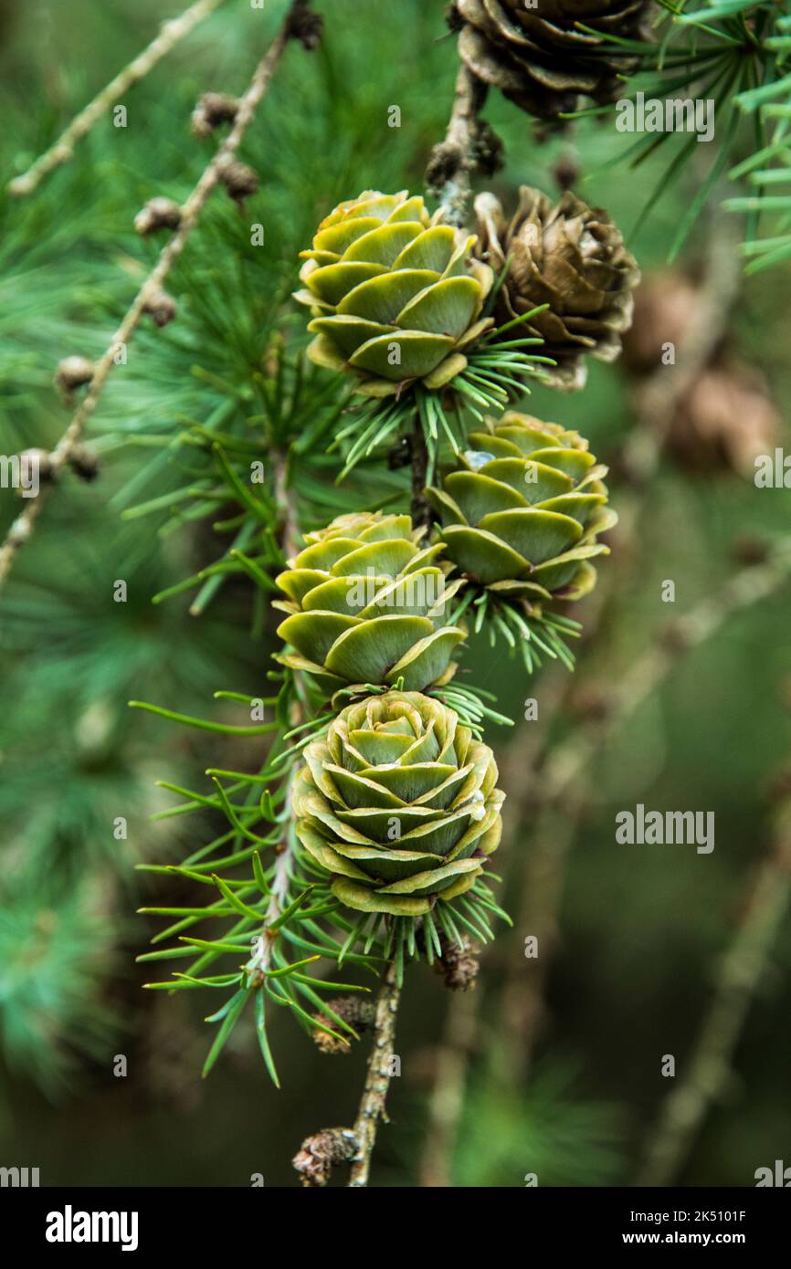 Larix japonica Banque de photographies et d’images à haute résolution - Alamy