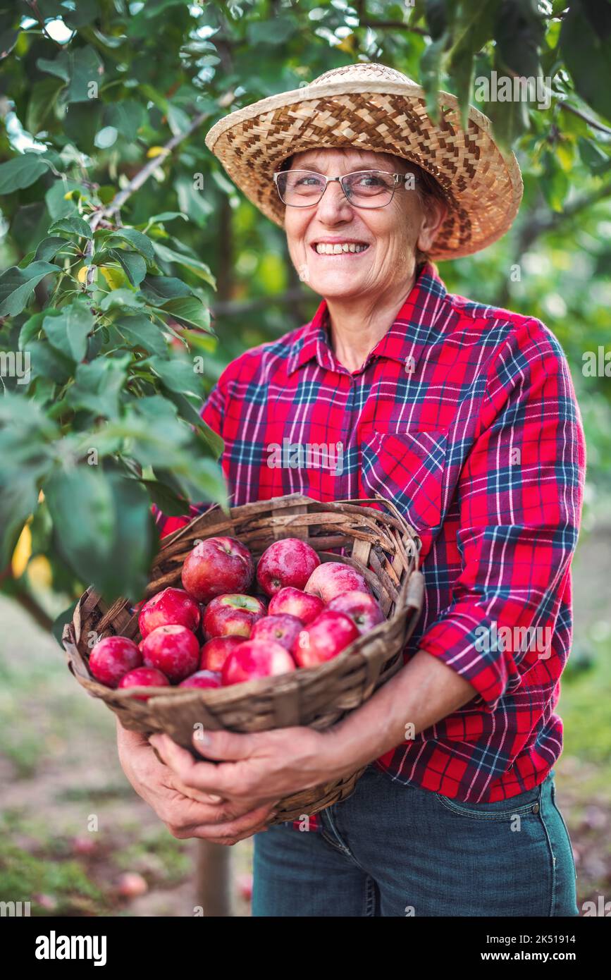 Femme paysanne dans le jardin de verger de pomme cueillez des pommes ...
