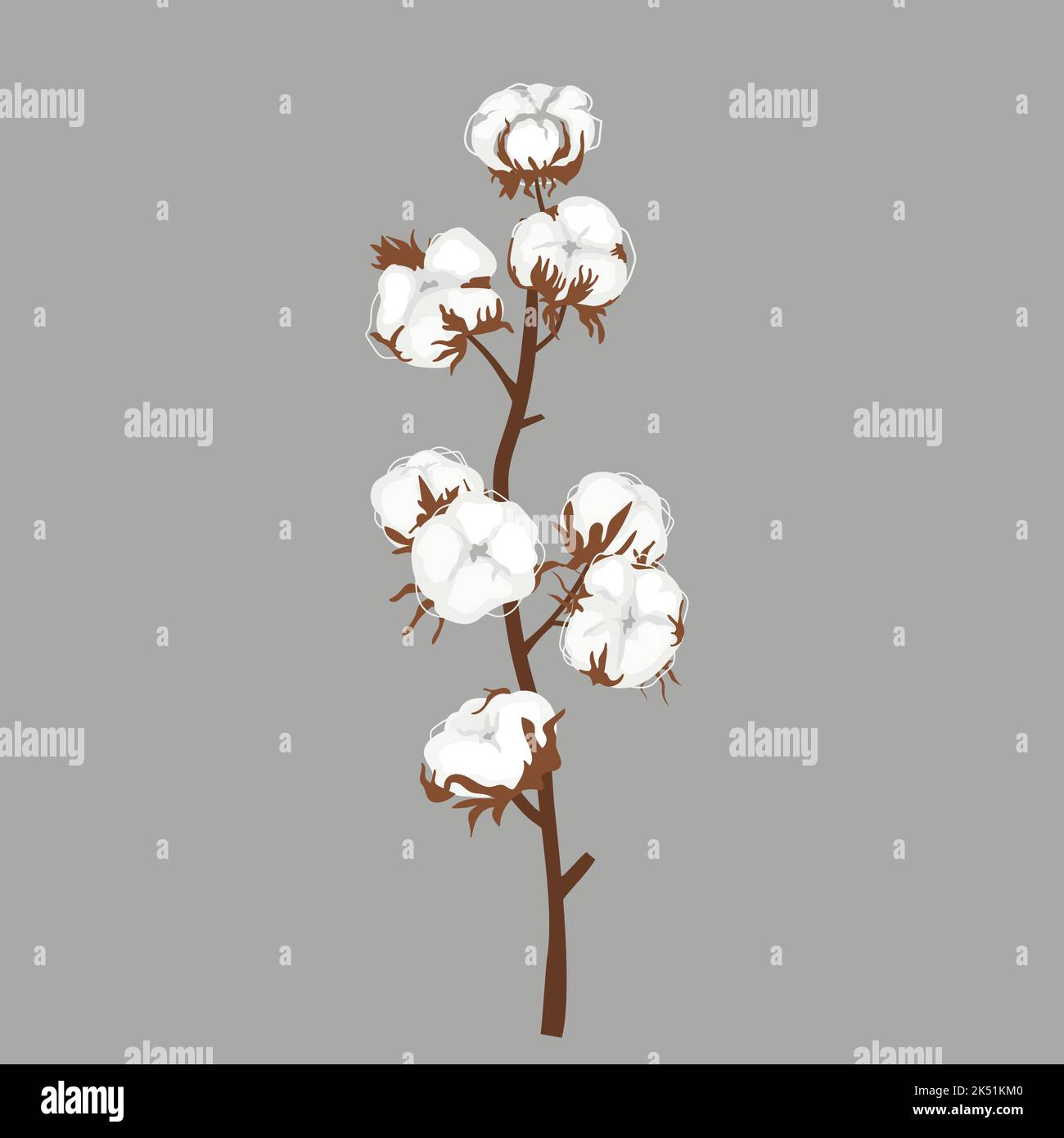 Dessin fleur de coton Banque d'images vectorielles - Alamy