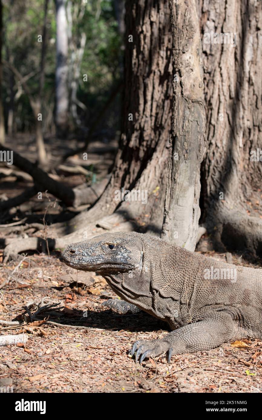 Indonésie, île de Komodo, parc national de Komodo, Loh Liang. Le dragon ...