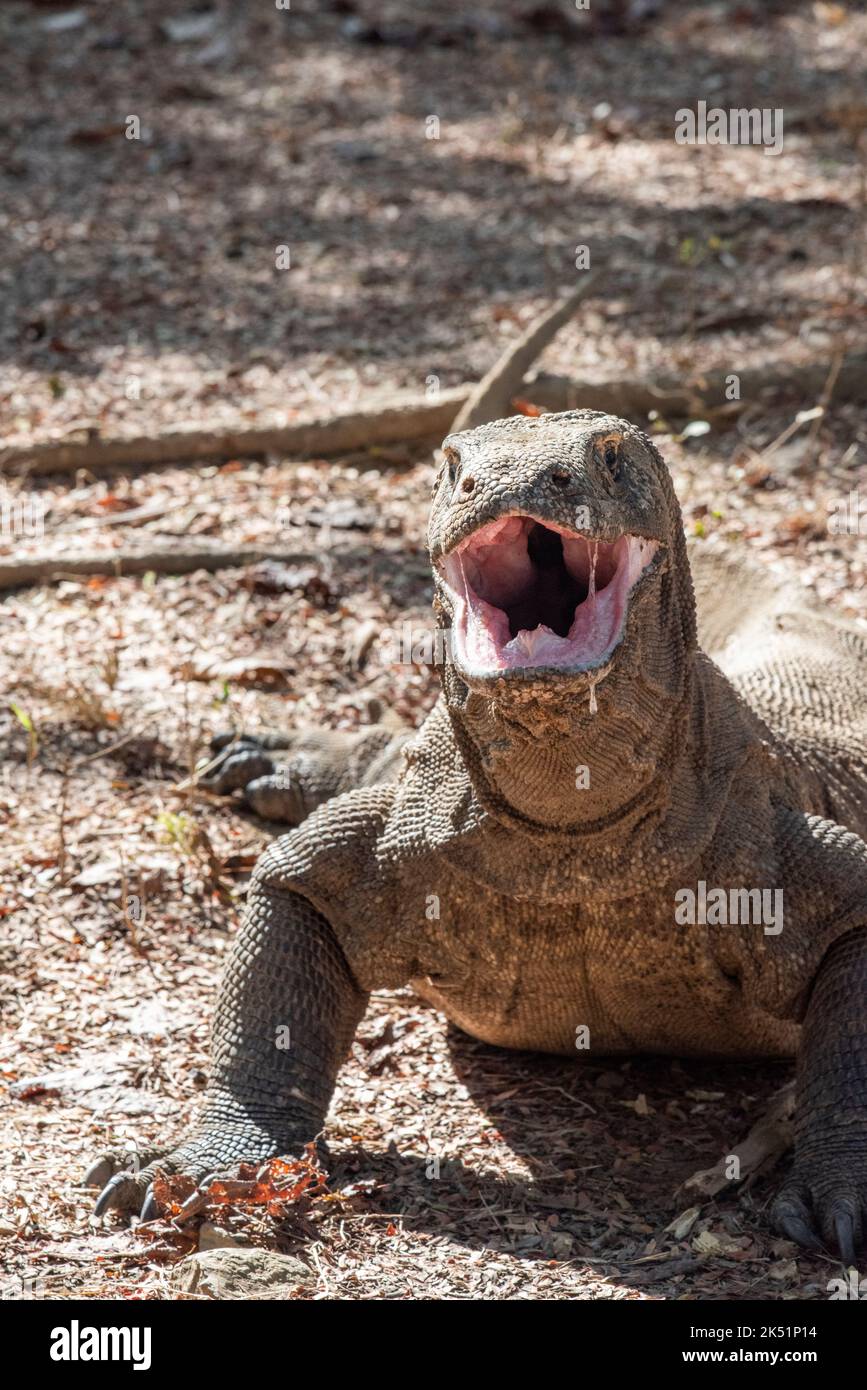 Indonésie, île de Komodo, parc national de Komodo, Loh Liang. Dragon de ...