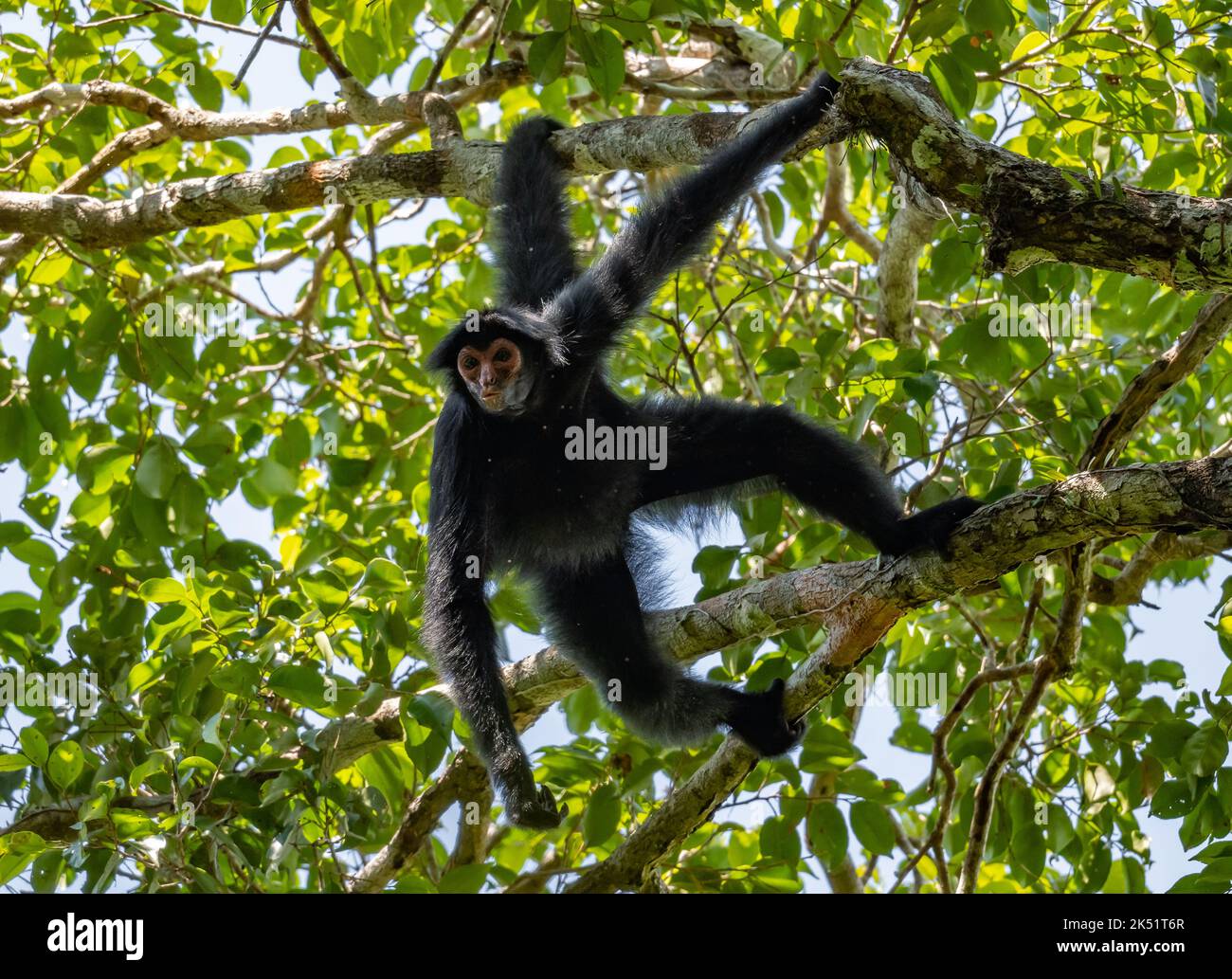 Un singe araignée sauvage de Guyane, ou singe araignée noire à face ...