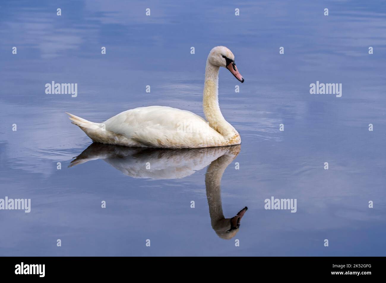 Reflet du cygne muet (Cygnus olor) baignade immature dans l'eau du lac, Parc Marquenterre, Baie ...