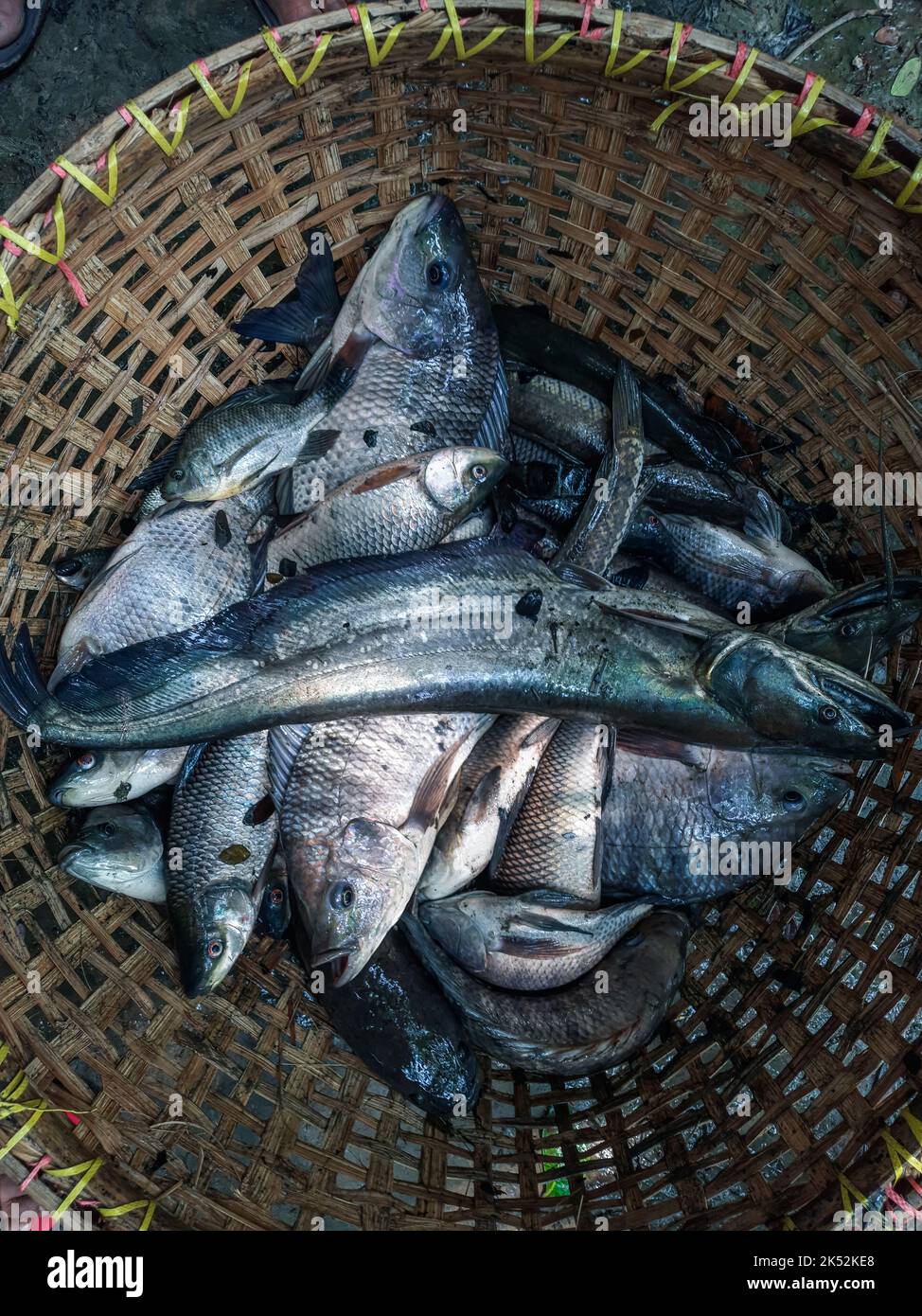 Monstres De Rivière Poisson Tigre
