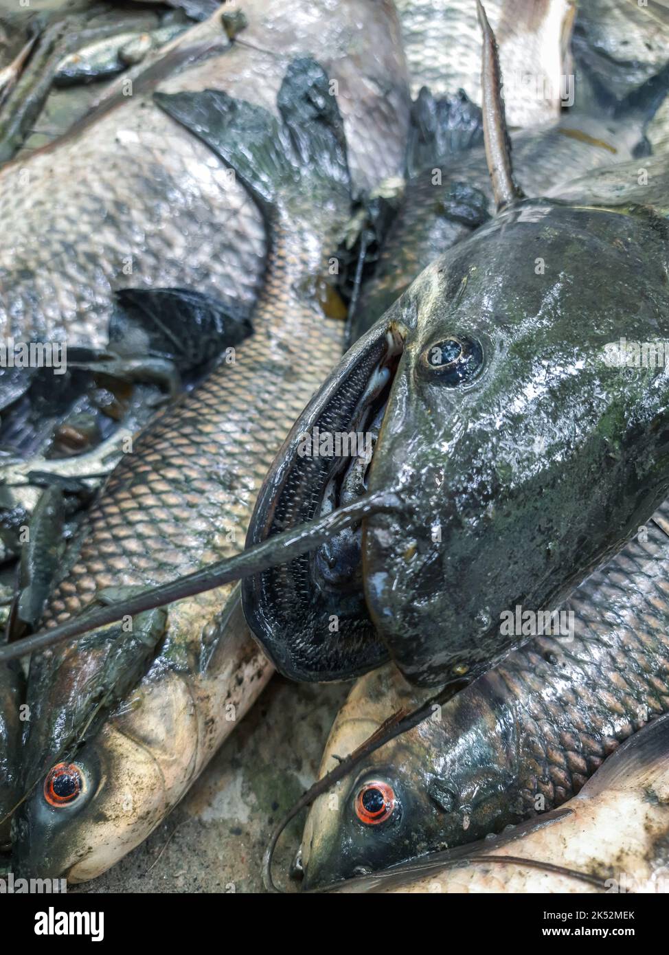 Monstres De Rivière Poisson Tigre