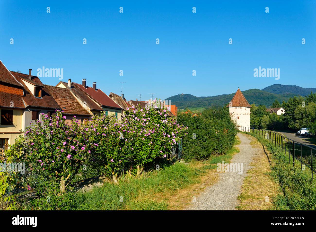France, Haut Rhin, route des vins d'Alsace, Bergheim, cité ancienne ...