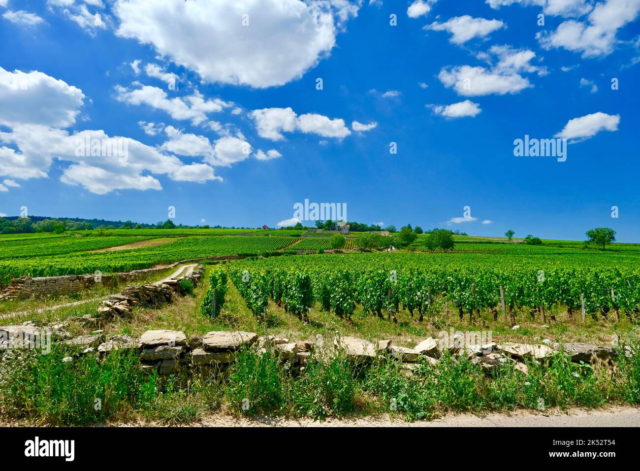 France, Côte d'Or, Bourgogne climats classés au patrimoine mondial de l'UNESCO, route des Grands ...