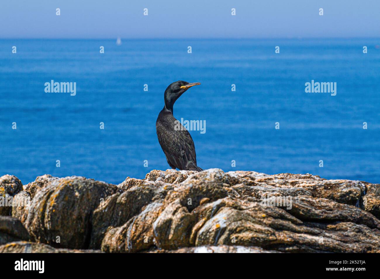France, Vendée, île de Noirmoutier, cormorant sur un rocher, île de ...