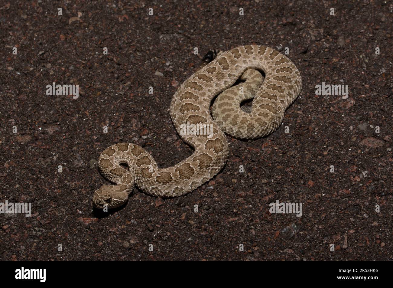 Un serpent à sonnettes des Prairies (Crotalus viridis) qui se basait de ...