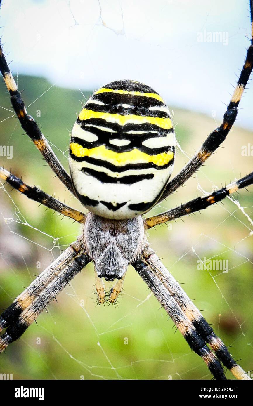 Un Argiope d'aspect dangereux Aurantia, araignée de jardin noire et ...