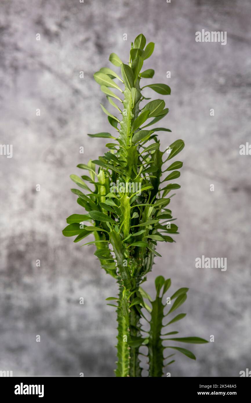 Euphorbia trigona, communément appelé arbre à lait africain ou cactus ...