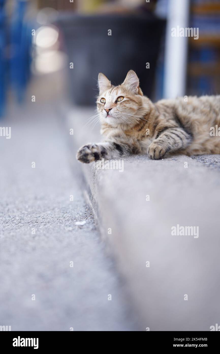 Un chat doux à rayures brunes qui se met de côté, qui pose sur l ...