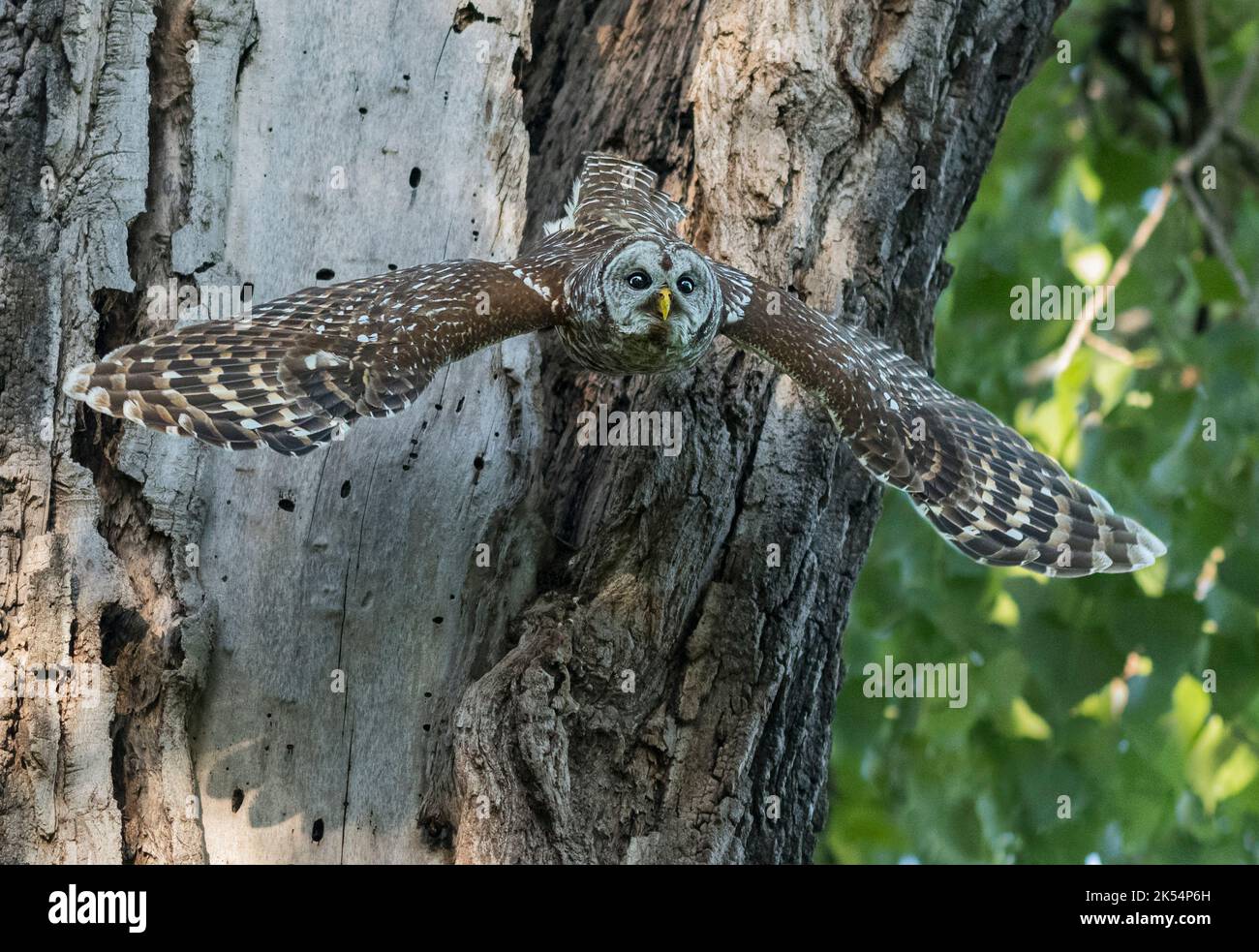 Oiseau machine Banque de photographies et d’images à haute résolution ...
