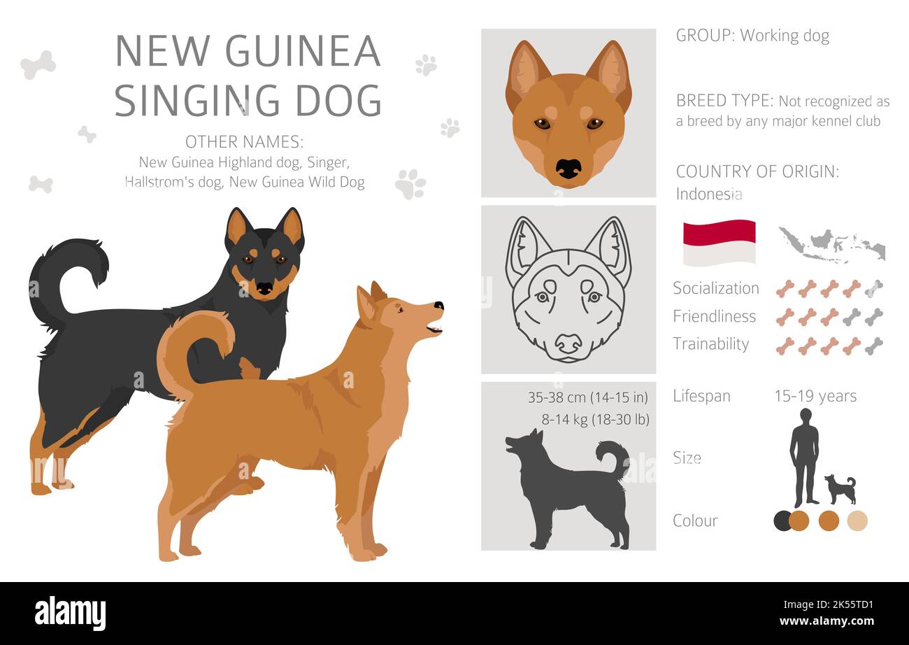 Nouvelle Guinée chant chien clipart. Ensemble de couleurs de pelage ...