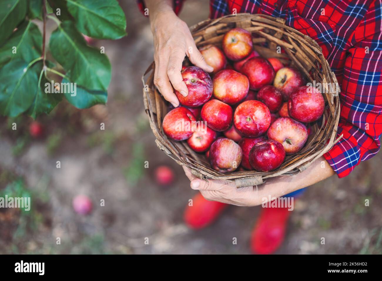 Femme paysanne dans le jardin de verger de pomme cueillez des pommes ...