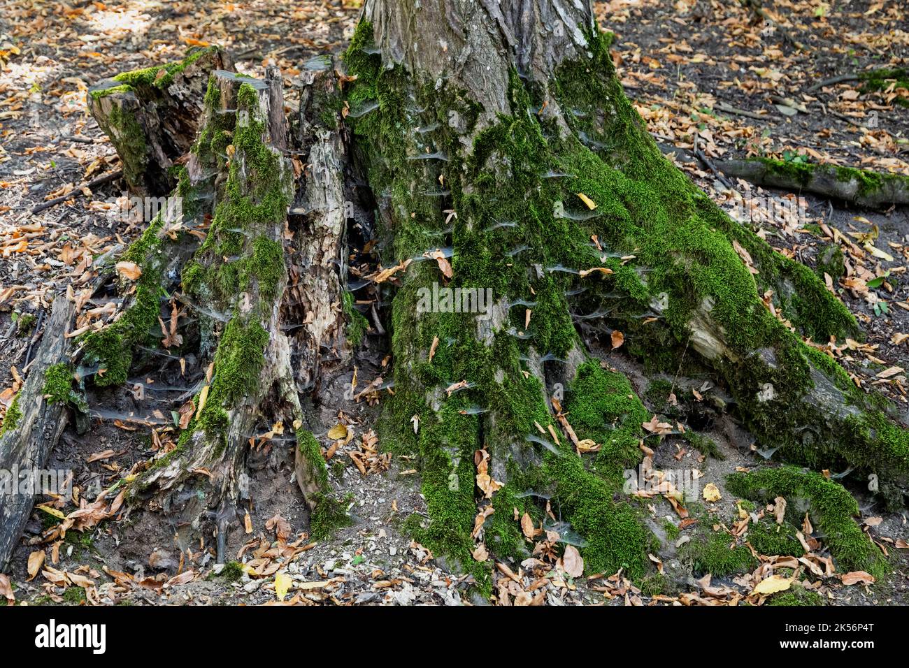 Image de la forêt de Hoia Baciu, l'une des forêts les plus hantées du ...