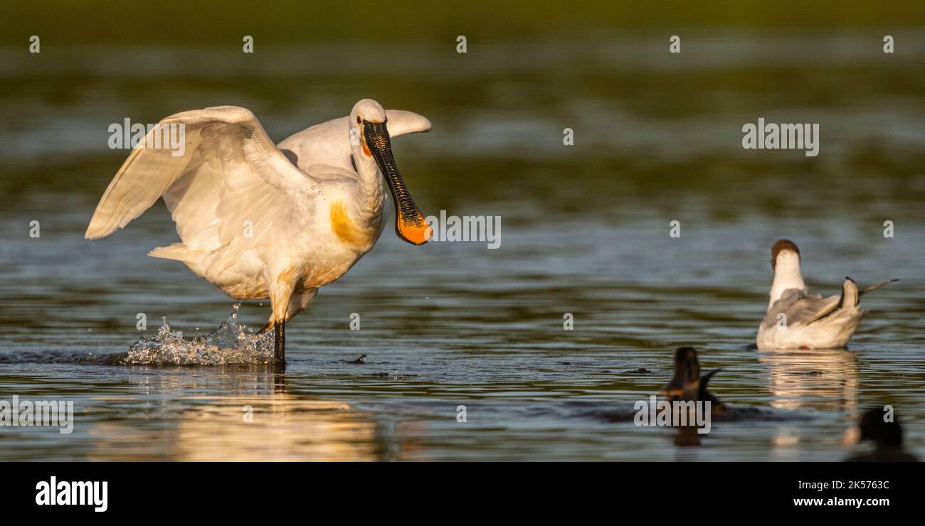 France, somme, Baie de somme, le Crotoy, Marais du Crotoy, Le spaton ...