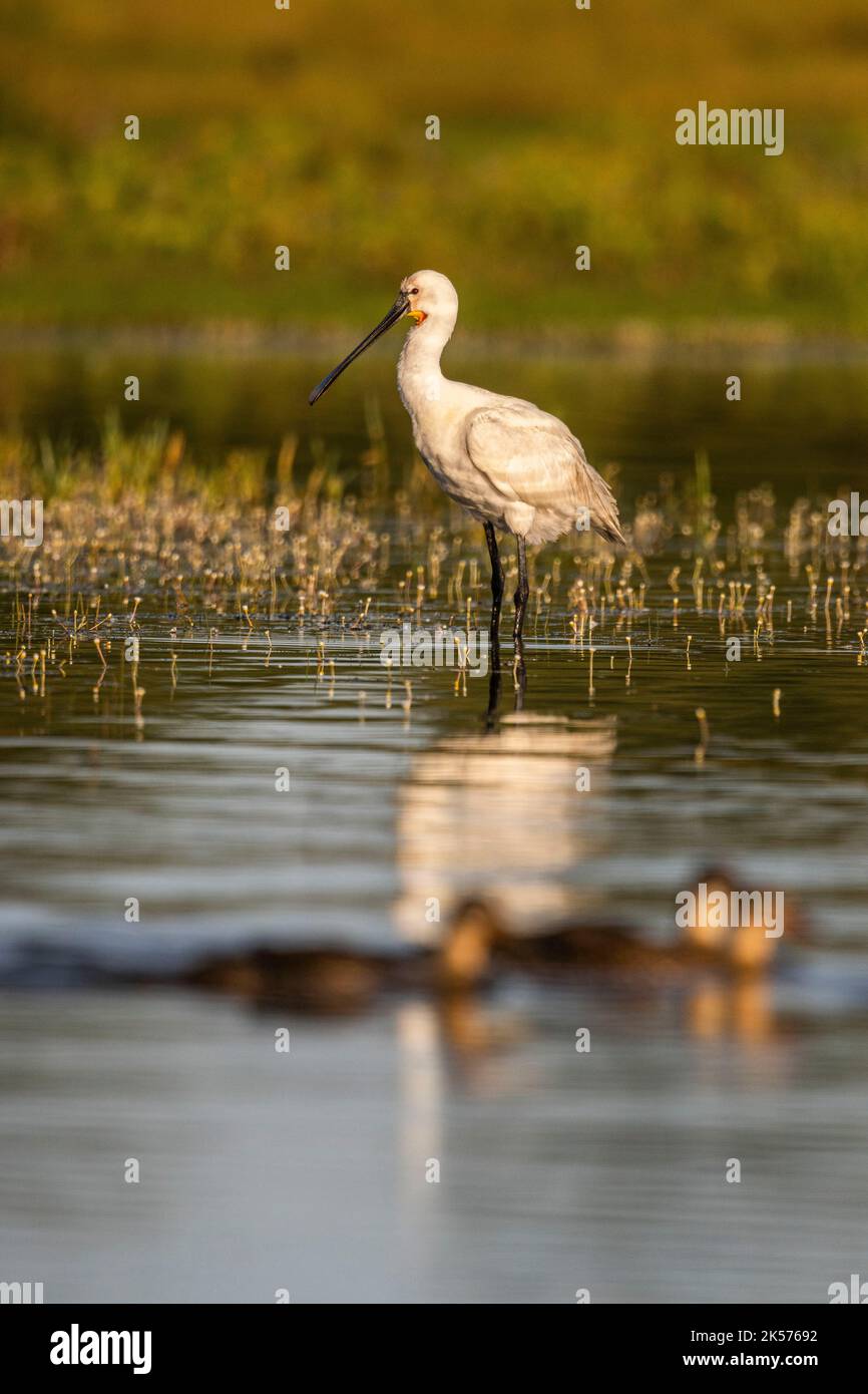 France, somme, Baie de somme, le Crotoy, Marais du Crotoy, Le spaton ...