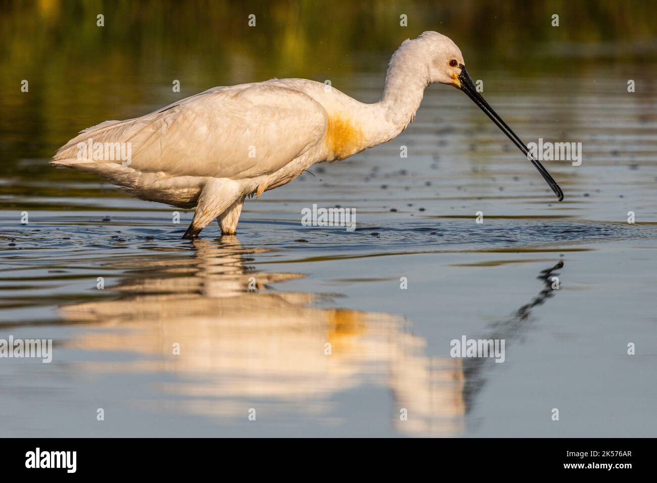 France, somme, Baie de somme, le Crotoy, Marais du Crotoy, Le spaton ...