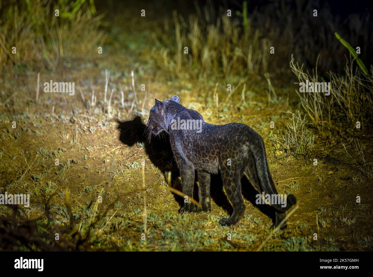 Savane arbustive afrique Banque de photographies et d’images à haute ...