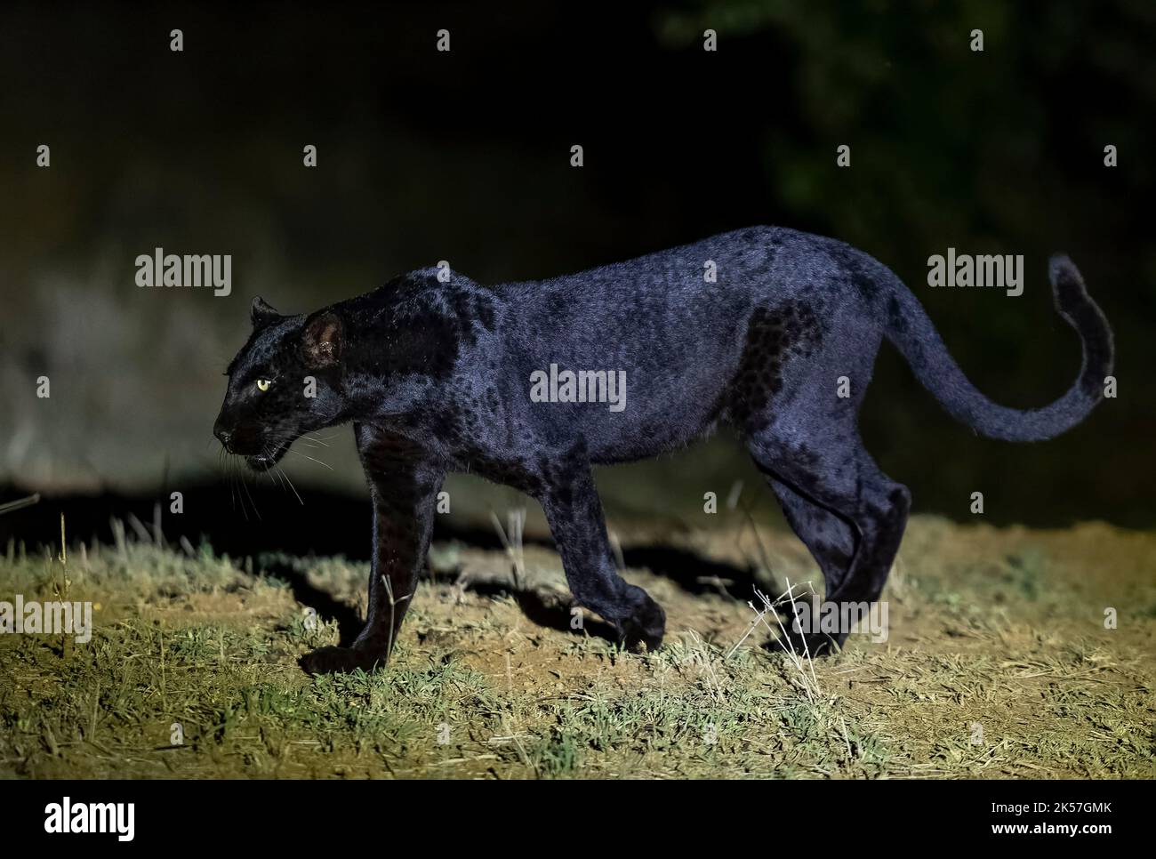Savane arbustive afrique Banque de photographies et d’images à haute ...