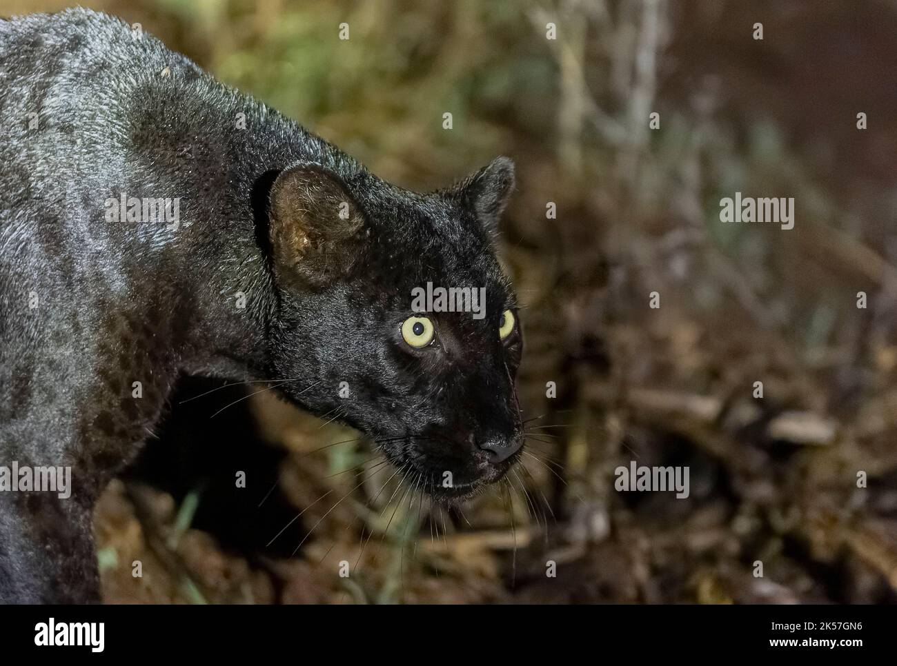 Savane arbustive afrique Banque de photographies et d’images à haute ...