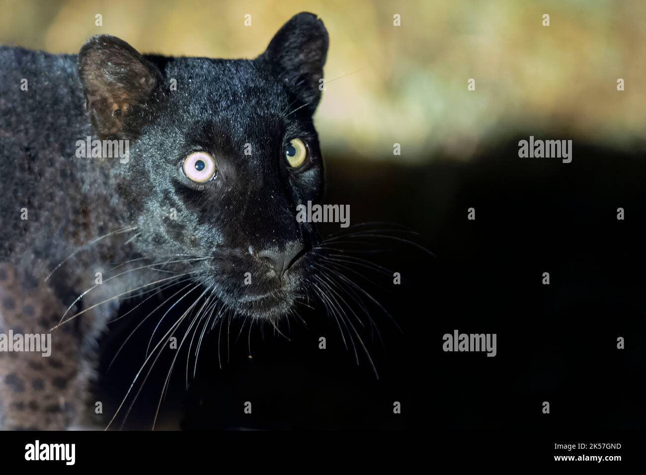 Savane arbustive afrique Banque de photographies et d’images à haute ...