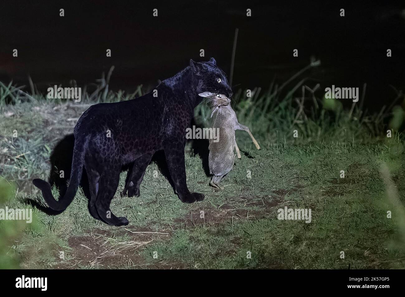 Kenya, comté de Laikipia, photo extrêmement rare d'un panthère noir ou ...