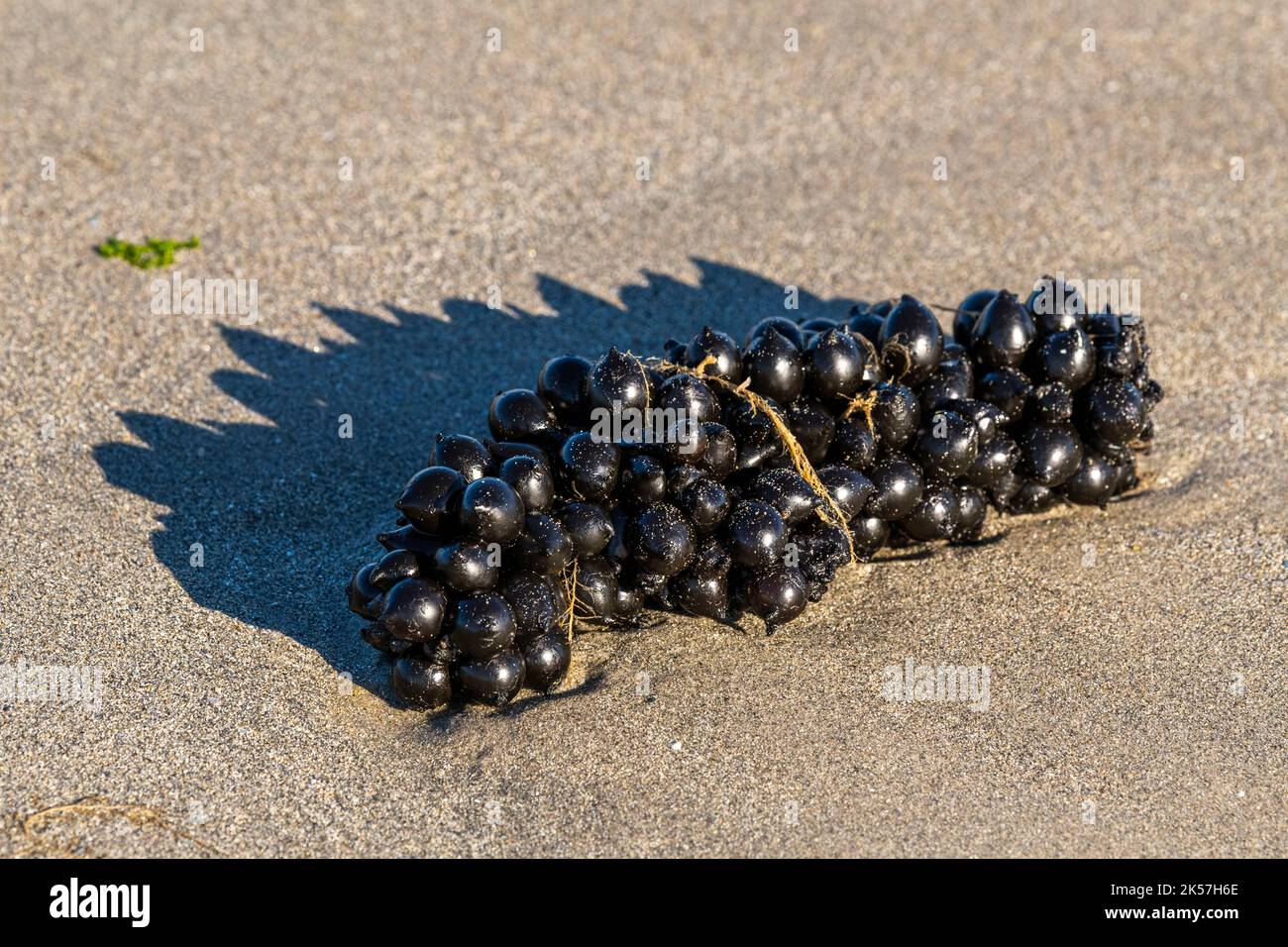 France, somme, Quend-Plage, oeufs de seiche (Sepia officinalis ...