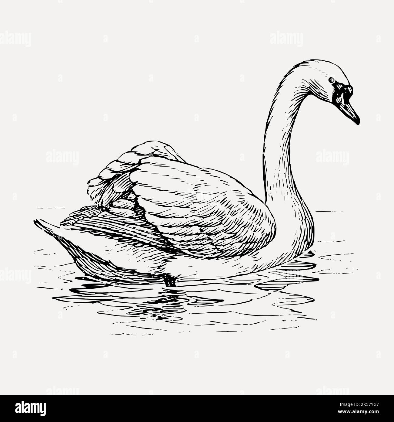 oiseau, cygne, animal, cygne d'époque, illustration de cygne, art ...