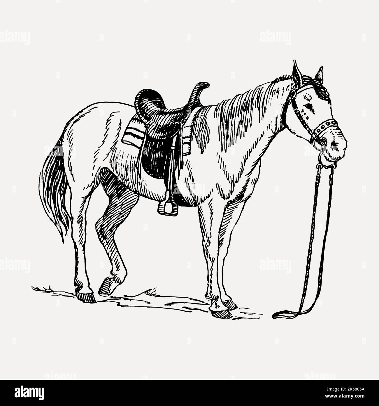 cheval, animal, cheval vintage, dessin de cheval, noir et blanc vintage ...