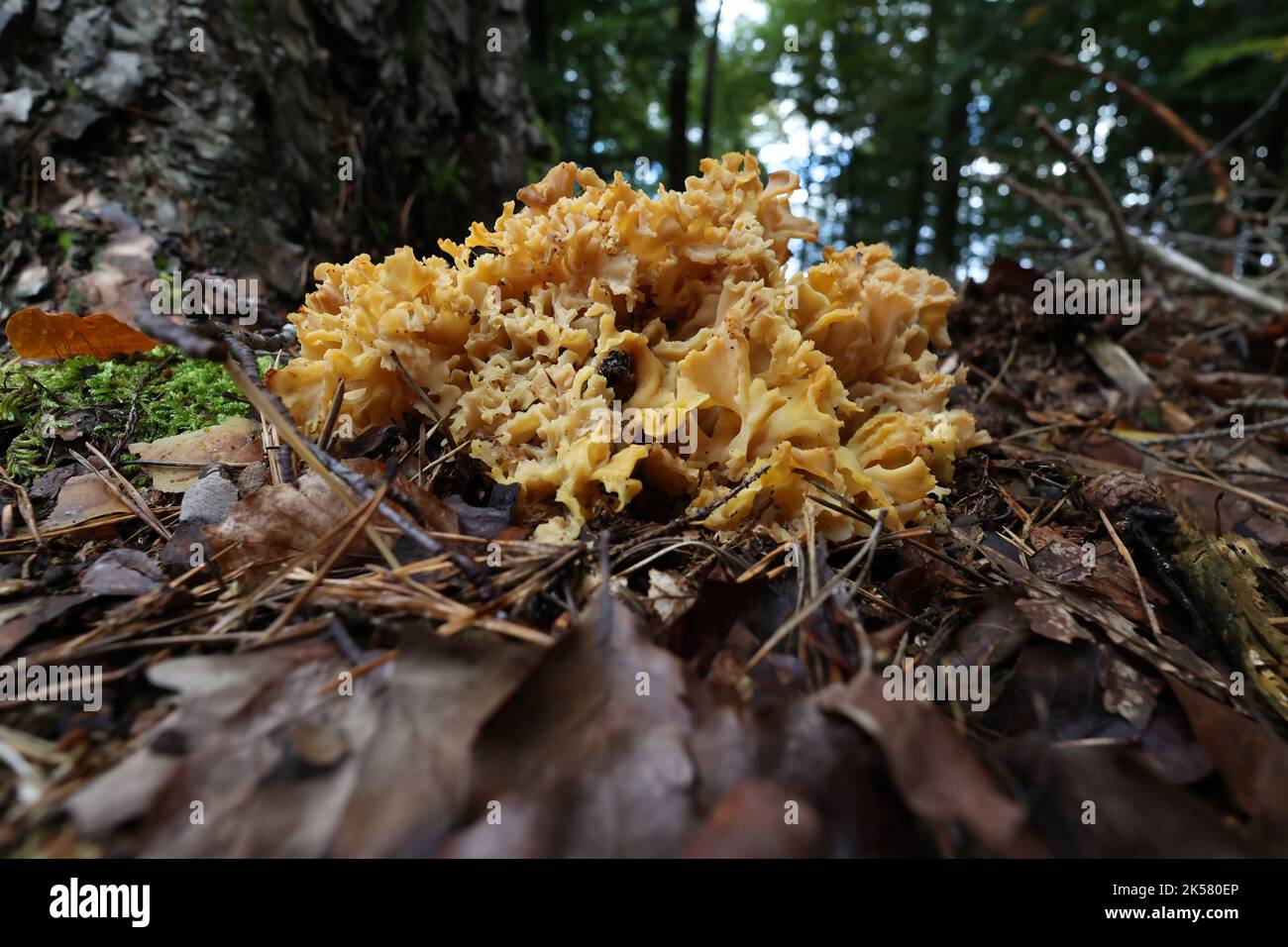 Énorme champignon sauvage de Sparassis crispa comestible qui pousse ...
