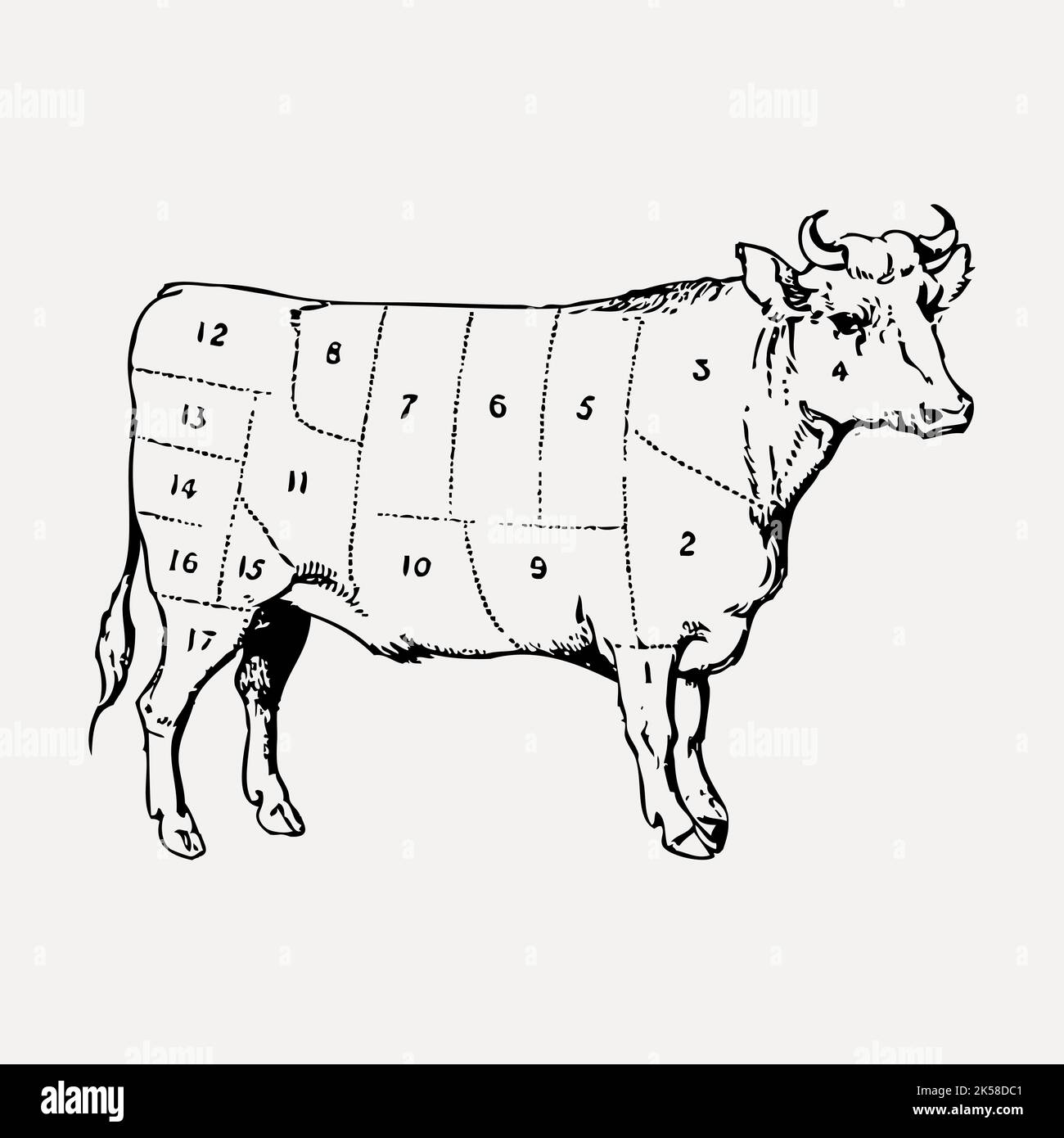 Schéma de boeuf dessin à la main, dessin de la vache Image Vectorielle ...