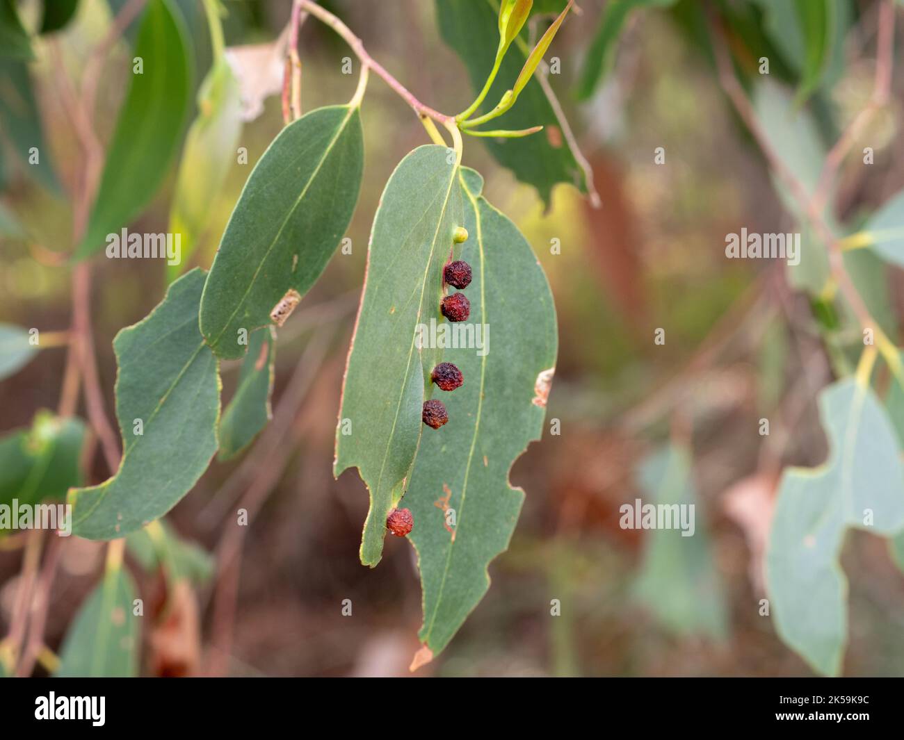 Eucalyptus leaf galls Banque de photographies et d’images à haute ...