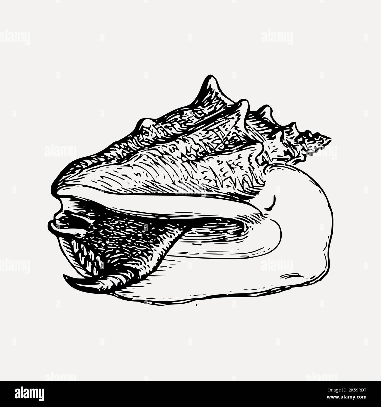 Conch vector vectors Banque d'images vectorielles - Alamy