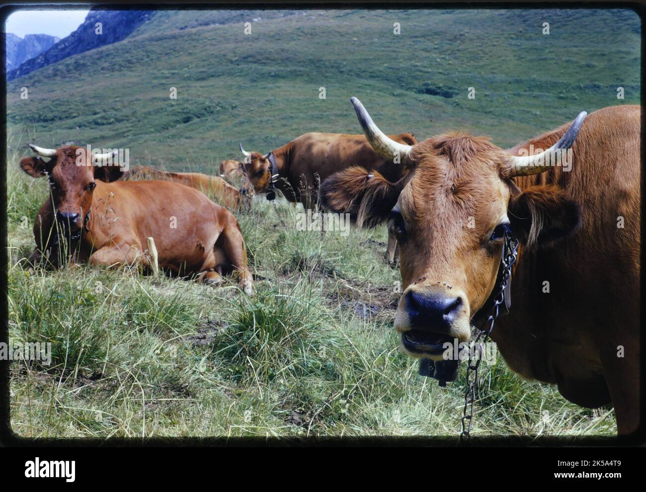 Vaches tarines Banque de photographies et d’images à haute résolution ...