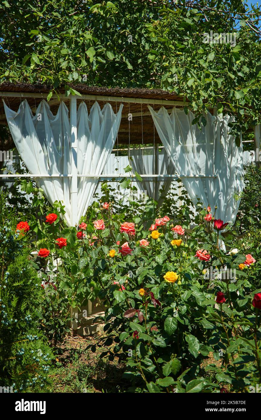 Rosa floribunda Bonica - les roses de jardin sont principalement des ...