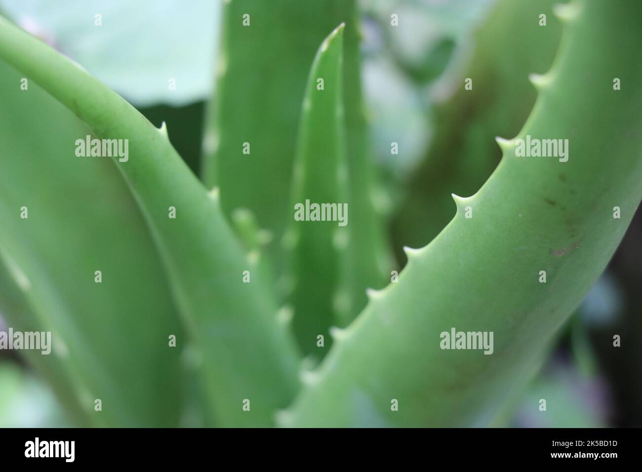 Aloe vera qui grandit sur une maison pot de jardin vue rapprochée. La ...