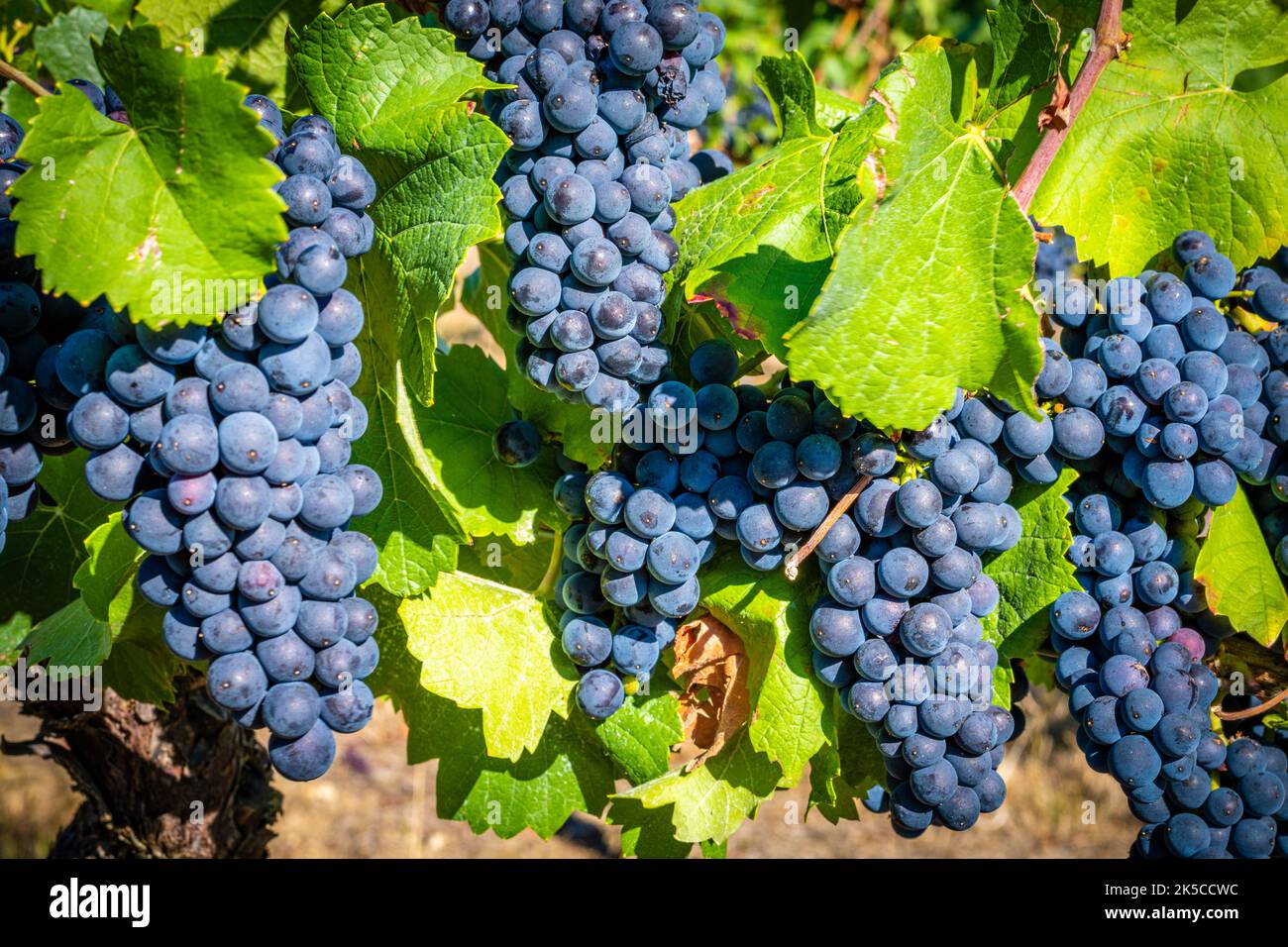 Feuilles de vigne avec des raisins Banque de photographies et d’images ...